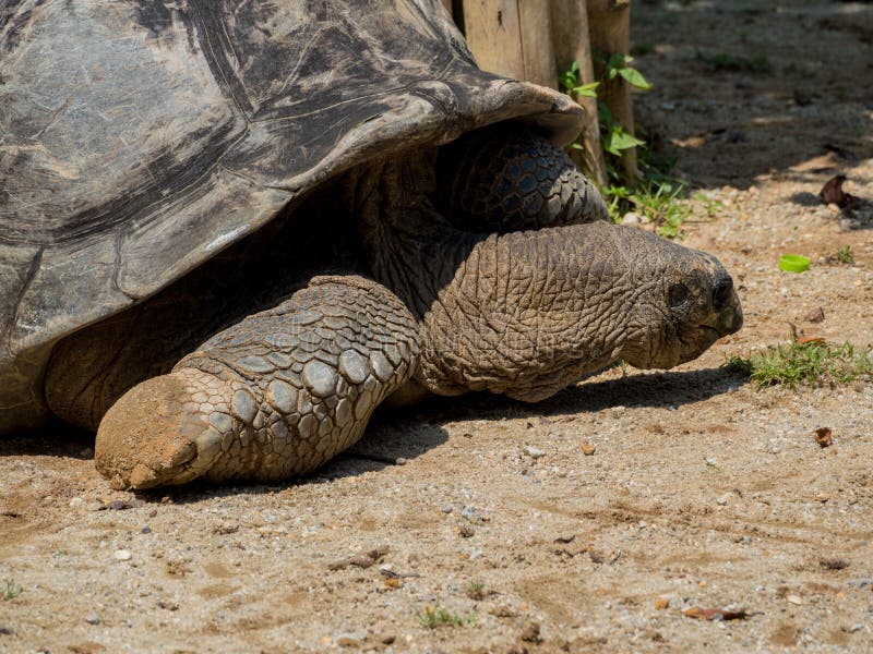 Galapagos Giant Tortoise , Close Up Stock Image - Image of heavy ...