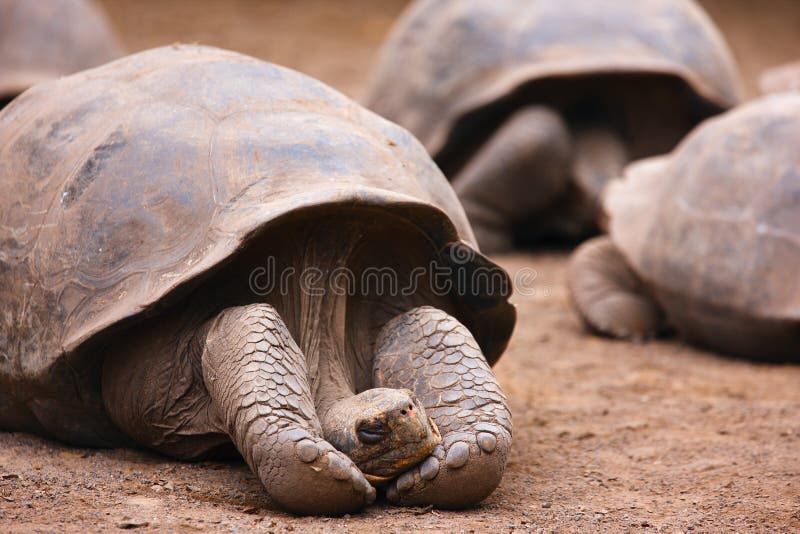160 Giant Tortoise Sleeping Stock Photos - Free & Royalty-Free Stock ...