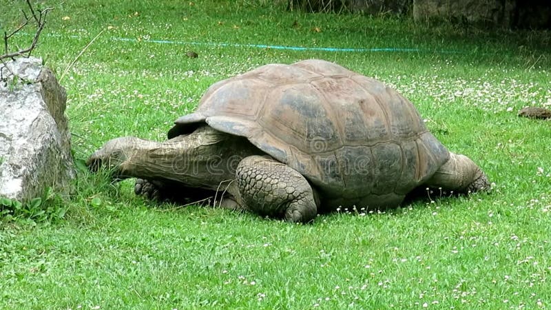 Galapagos Giant Tortoise Turtle Walking Slowly Stock Video - Video of ...