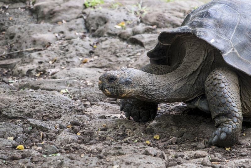 Galapagos Giant Tortoise stock photo. Image of giant - 71776174