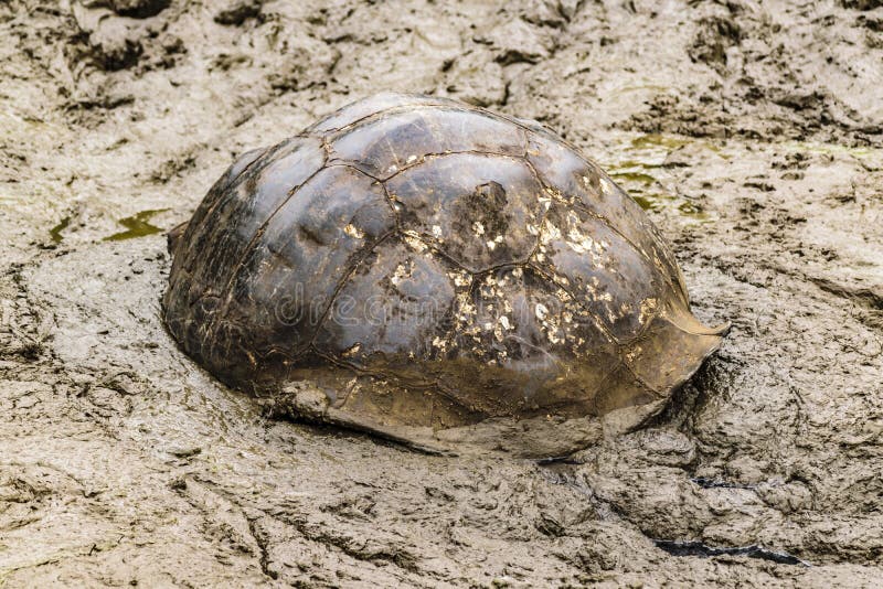 Galapagos Giant Turtle, Ecuador Stock Image - Image of nature, ecuador ...