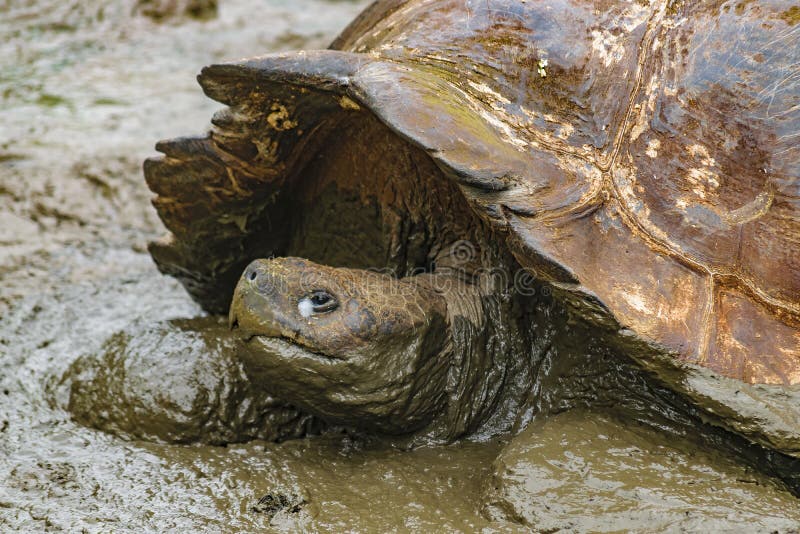 Galapagos Giant Turtle, Ecuador Stock Image - Image of slow, reptile ...