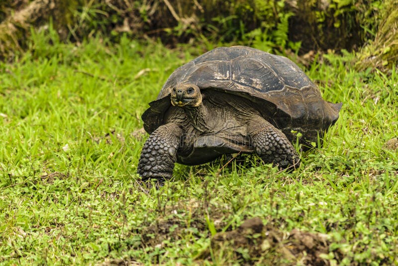 Galapagos Giant Turtle, Ecuador Stock Photo - Image of skin, green ...