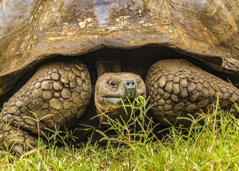 Galapagos Giant Turtle, Ecuador Stock Photo - Image of closeup, south ...