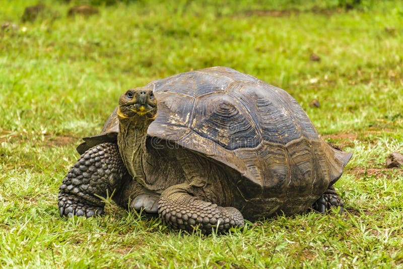 Galapagos Giant Turtle, Ecuador Stock Photo - Image of ecuador, turtles ...