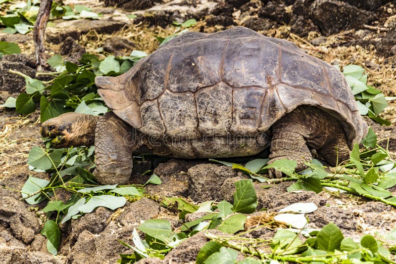 Galapagos Giant Turtle, Ecuador Stock Photo - Image of heritage, slow ...