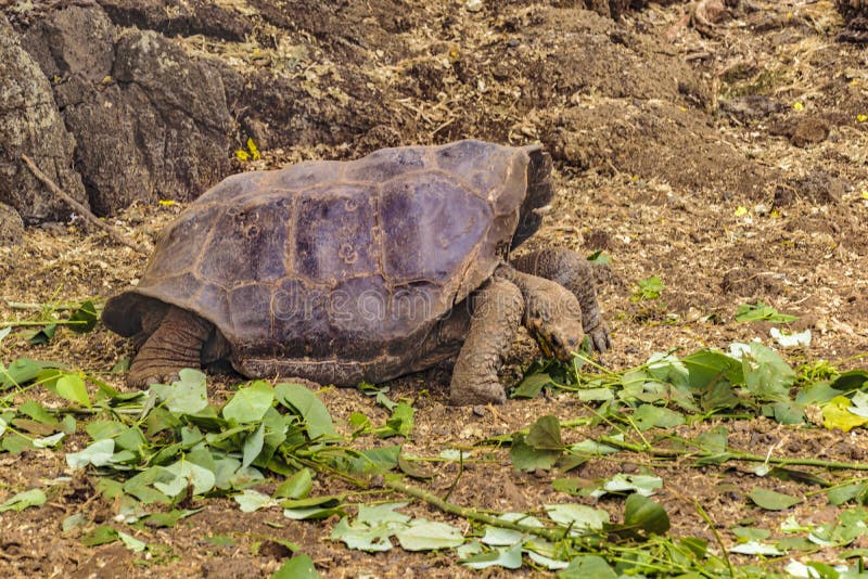 Galapagos Giant Turtle, Ecuador Stock Photo - Image of america, nature ...