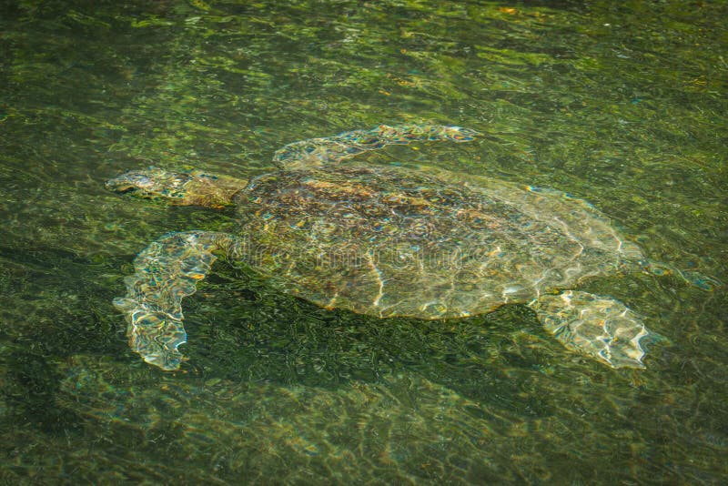 Galapagos Green Turtle Swimming in Green River Stock Photo - Image of ...