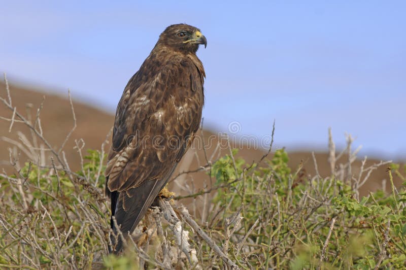 Galapagos Hawk, Galapagos Islands, Ecuador Stock Image - Image of hawk ...