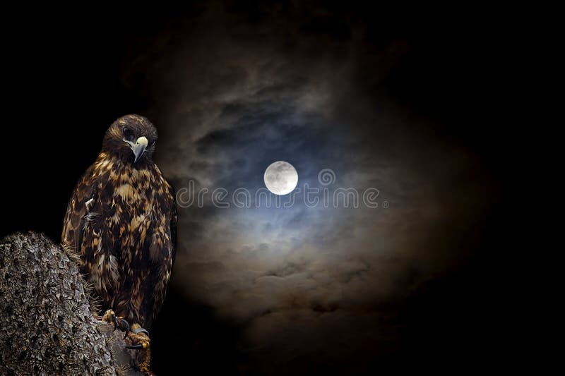 Hawk and moon stock image. Image of searching, animal - 4554819