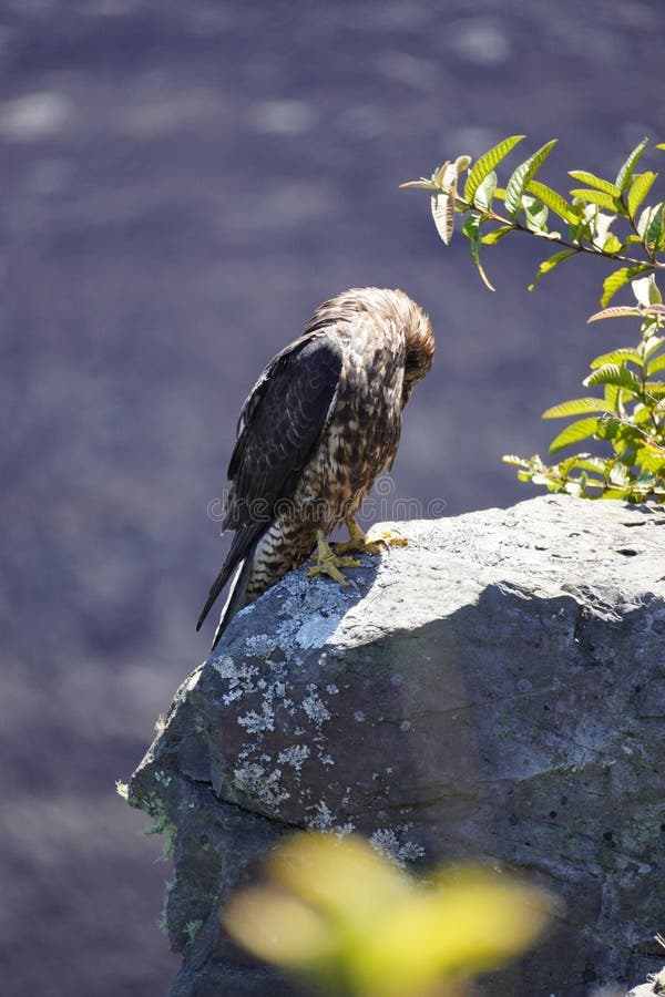 Galapagos Hawk Perching on a Rock Stock Photo - Image of ecuador ...