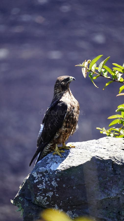Galapagos Hawk Perching on a Rock Stock Image - Image of blue, beak ...