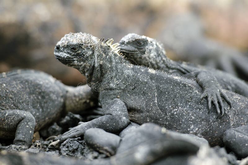 Teddy bear stock image. Image of bear, ground, discard - 12690811