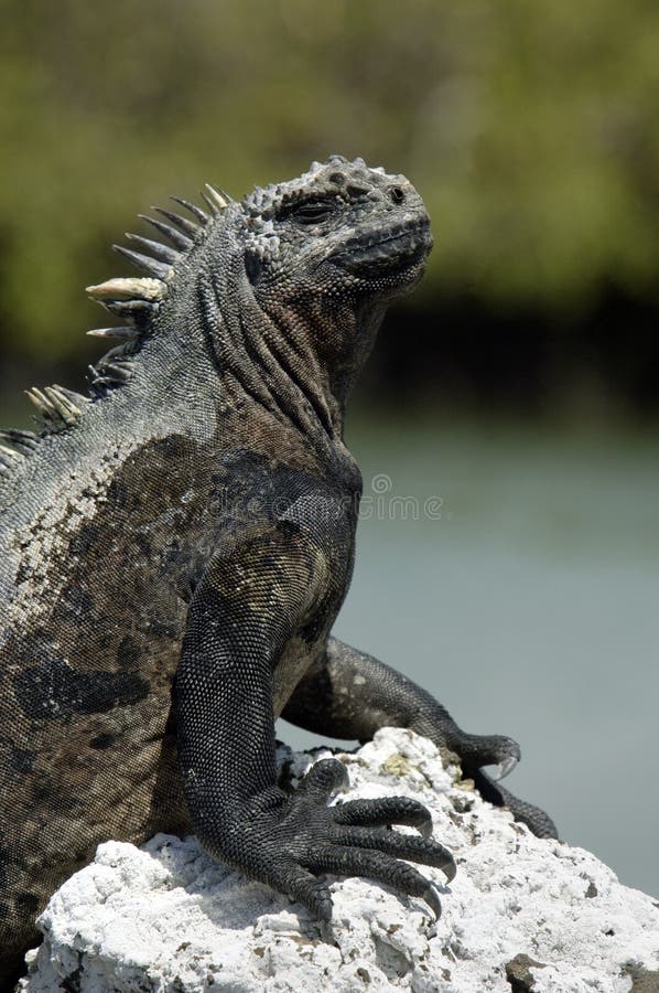 Iguana (Iguana iguana) stock image. Image of lizard, wild - 11194467