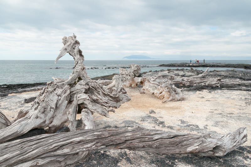 Galapagos Islands - Weathered Tree Trunk Stock Image - Image of ...