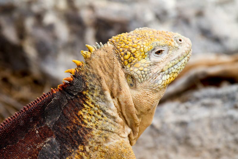 Galapagos Land Iguana stock image. Image of tropics, spikes - 25665043