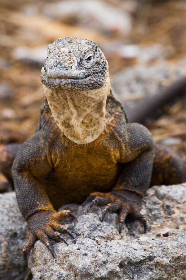 Galapagos Land Iguana stock photo. Image of galapagos - 25665046