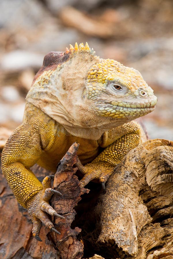 Galapagos Land Iguana stock image. Image of tropical - 25682819