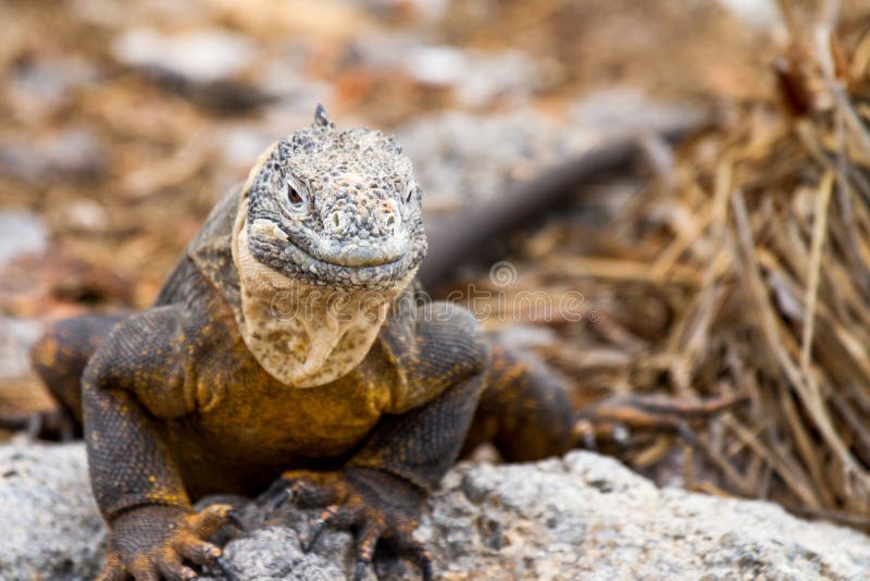 Galapagos-Land-Leguan stockbild. Bild von ecuador, reptil - 25682819
