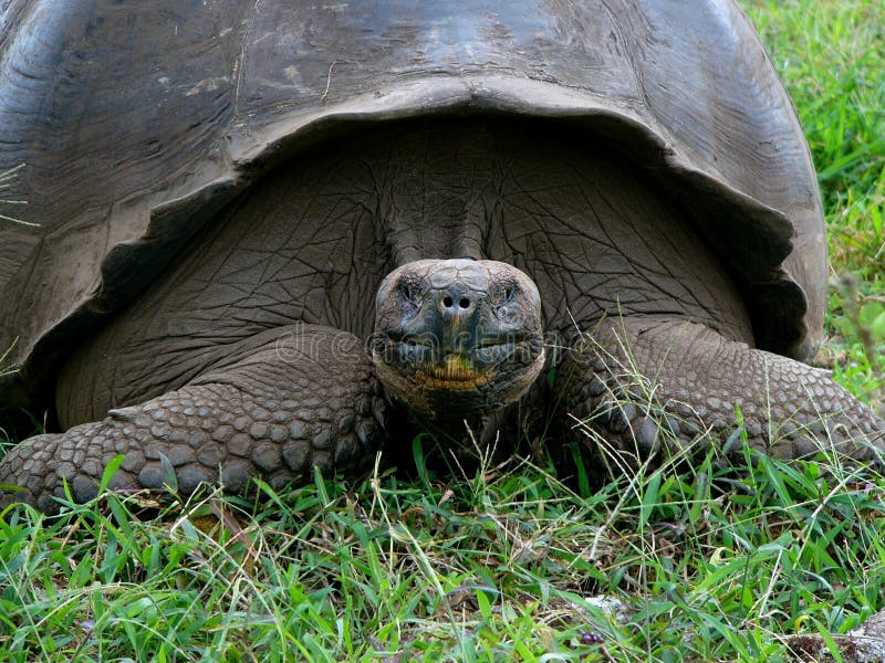 Land tortoise stock photo. Image of large, giant, habitat - 13281894