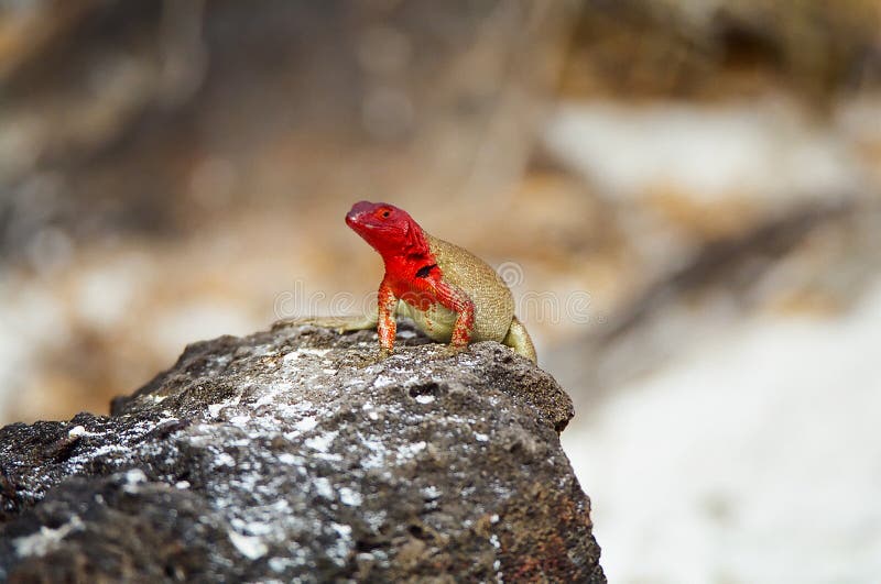 Galapagos Lava Lizard stock image. Image of island, lizard - 15853931