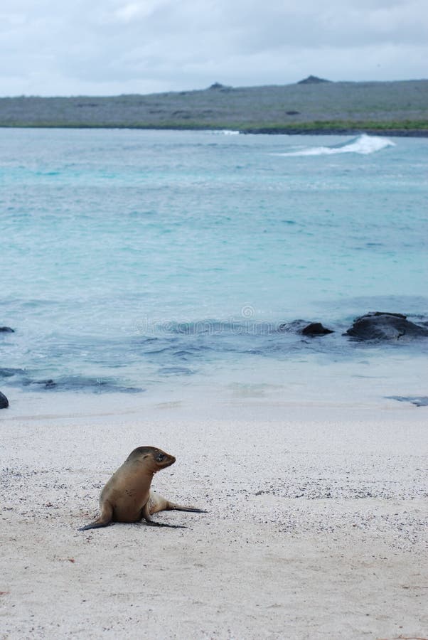 Lew Morski Galapagos 834340 Zdjęcie Stock - Obraz złożonej z ssak ...