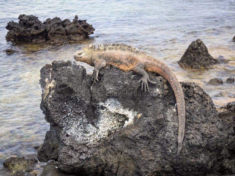 Galapagos Marine Iguana Resting on Lava Rocks Stock Image - Image of ...