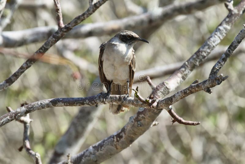 Galapagos Mockingbird stock image. Image of islands, mocking - 41482837