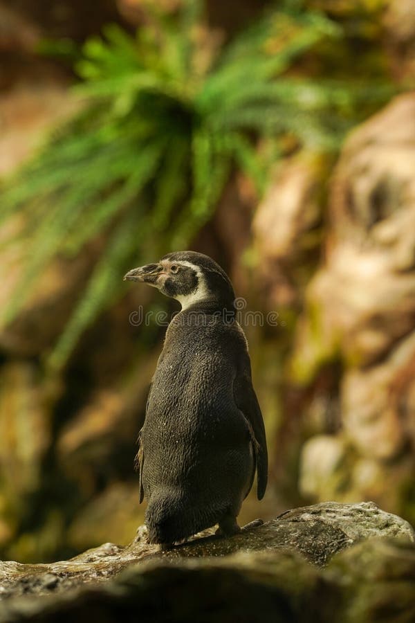 Galapagos Penguin Standing on Rock, Back View Stock Photo - Image of ...