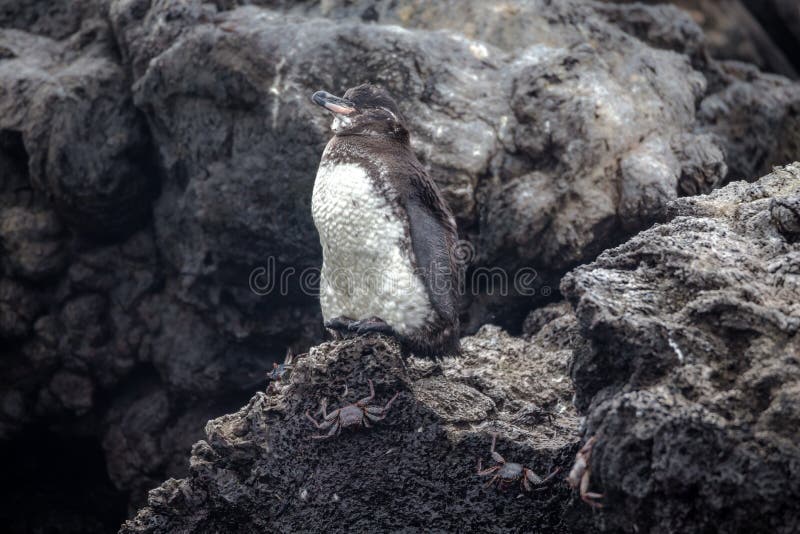 Galapagos Baby Penguins(Spheniscus Mendiculus) Standing on a Rock ...