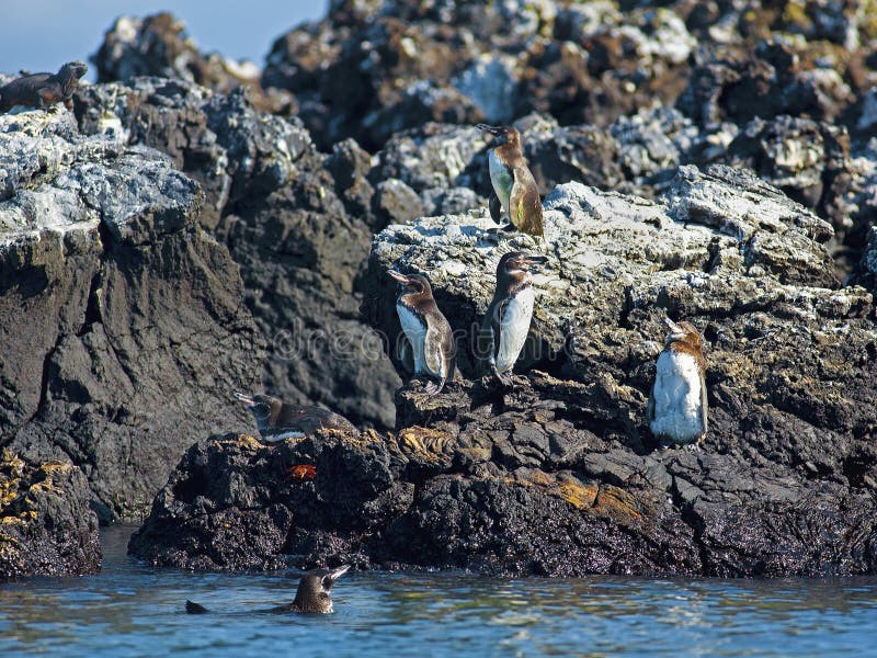 Galapagos Pingvin Som Ser Havet - Galapagos Fotografering för ...