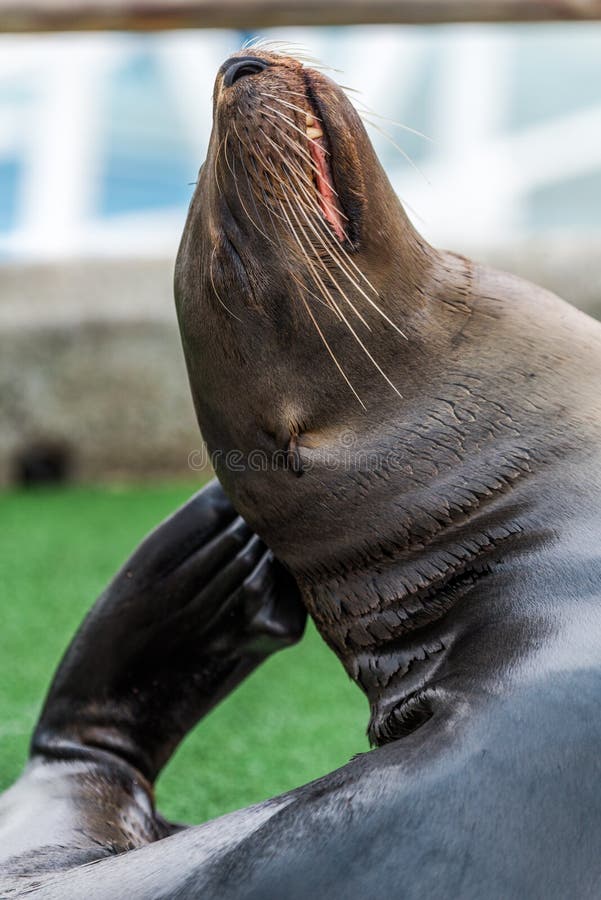 Galapagos Sea Lion Scratching Head with Flipper Stock Photo - Image of ...