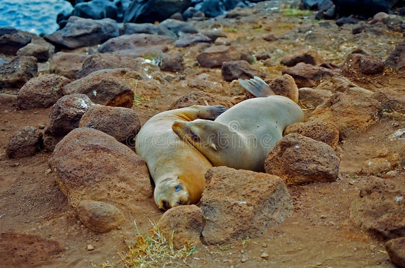 Galapagos seals cuddling stock image. Image of love, flap - 15077527