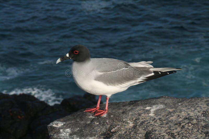 Galapagos Swallow-tailed Gull on the Edge Stock Image - Image of ...