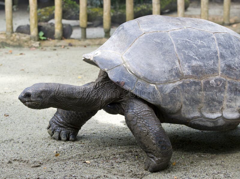 Galapagos Turtle head stock photo. Image of eyes, slow - 6117076
