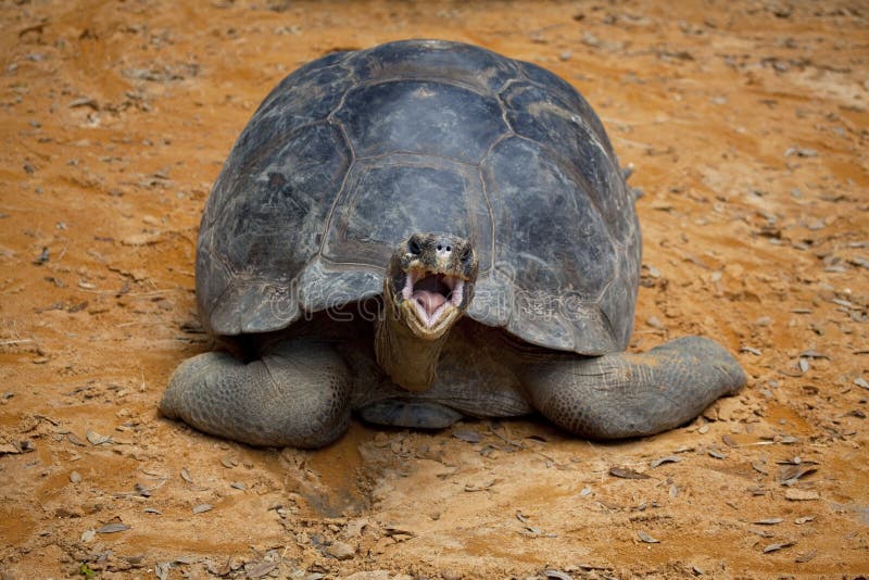 333 Tortoise Mouth Open Stock Photos - Free & Royalty-Free Stock Photos ...