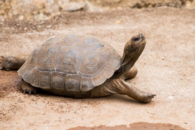 Galapagos Tortoise stock photo. Image of wildlife, ecuador - 25397044