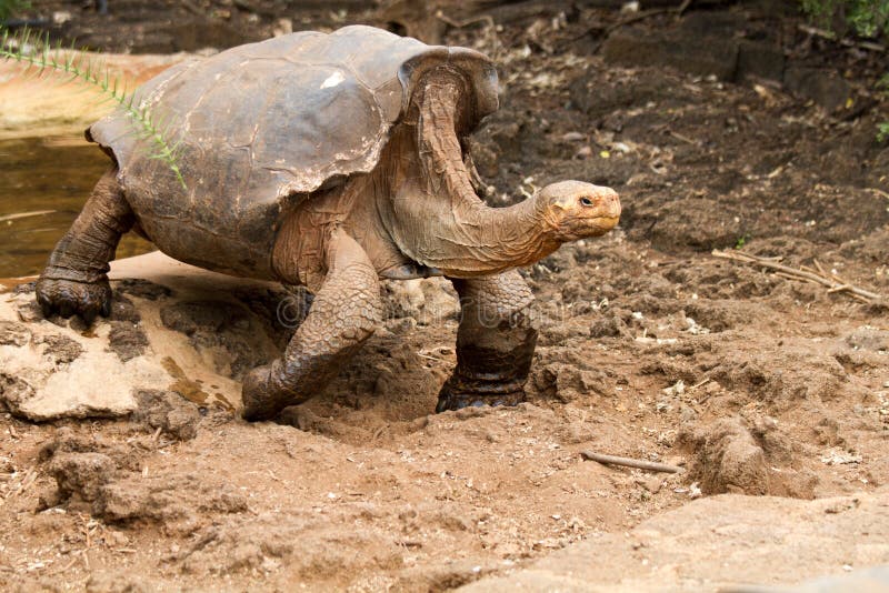Galapagos Tortoise - Lonesome George Stock Photo - Image of turtle ...