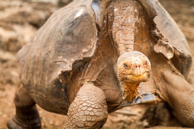 Galapagos Tortoise - Lonesome George Stock Photo - Image of turtle ...