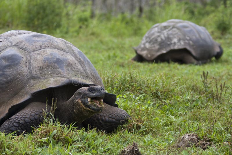 Galapagos Tortoise Eating stock image. Image of foliage - 32646821