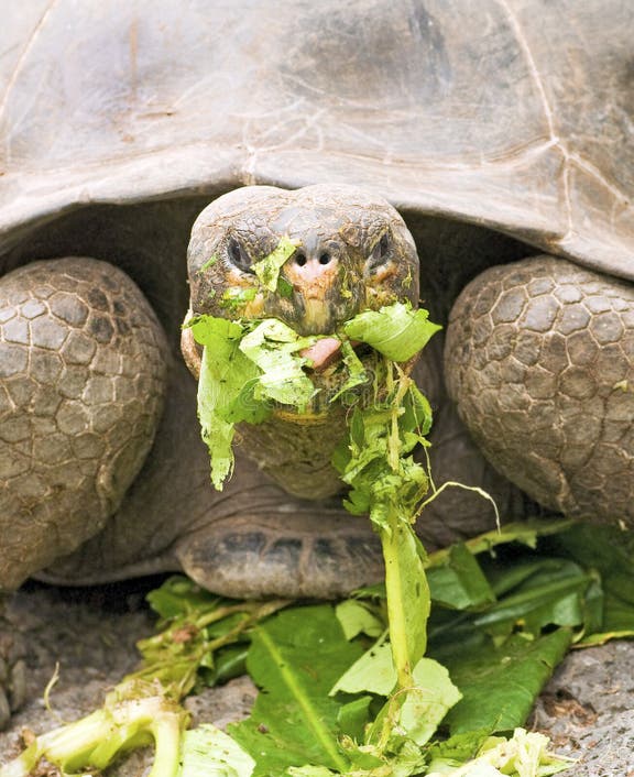 Galapagos Tortoise Eating stock image. Image of symmetrical - 22436719