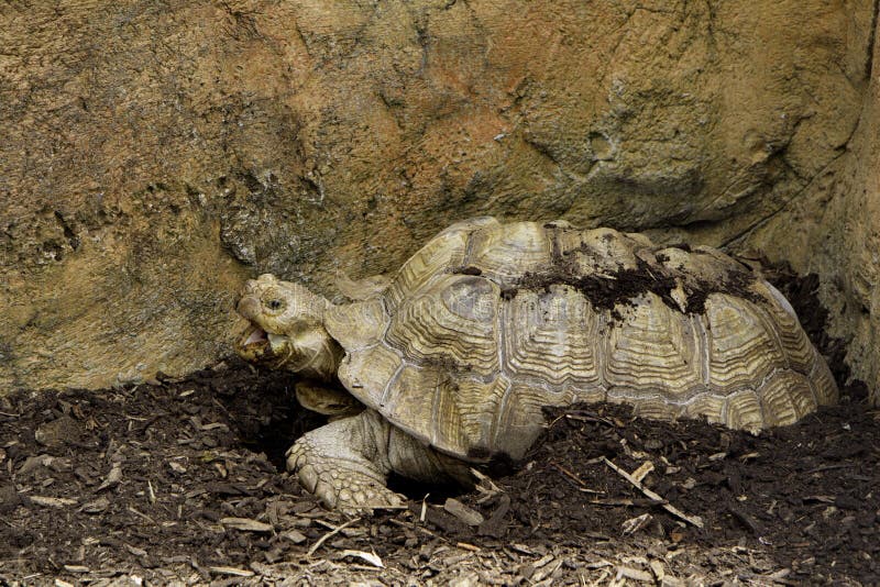 Tortoise mouth open stock image. Image of sunny, reptile - 35952217