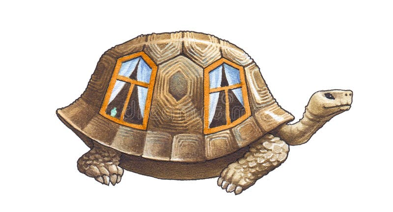 Galapagos Tortoise Detailed Drawing in Color Stock Illustration ...
