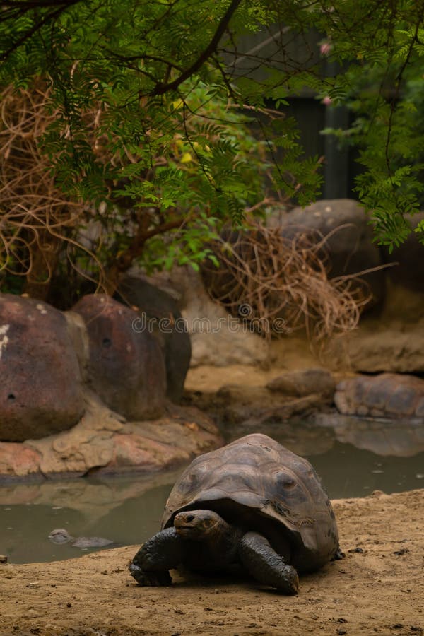 The Galapagos Tortoise, a Large and Ancient Long-lived Reptile with a ...