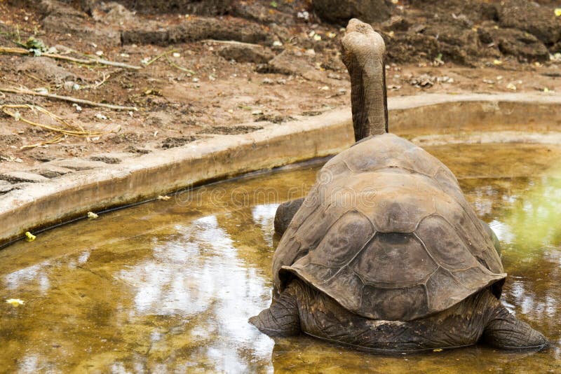 Galapagos Tortoise - Lonesome George Stock Photo - Image of turtle ...