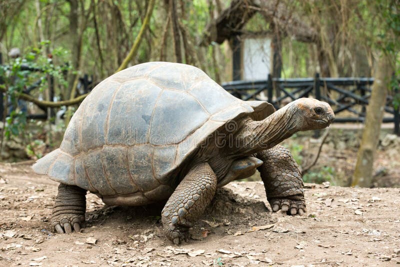 Galapagos Tortoise in a Nature Stock Image - Image of reptile, darwin ...