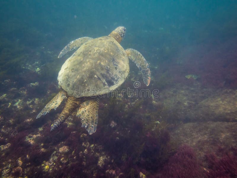 The Galapagos Tortoise Swimming Stock Photo - Image of cold, aging ...