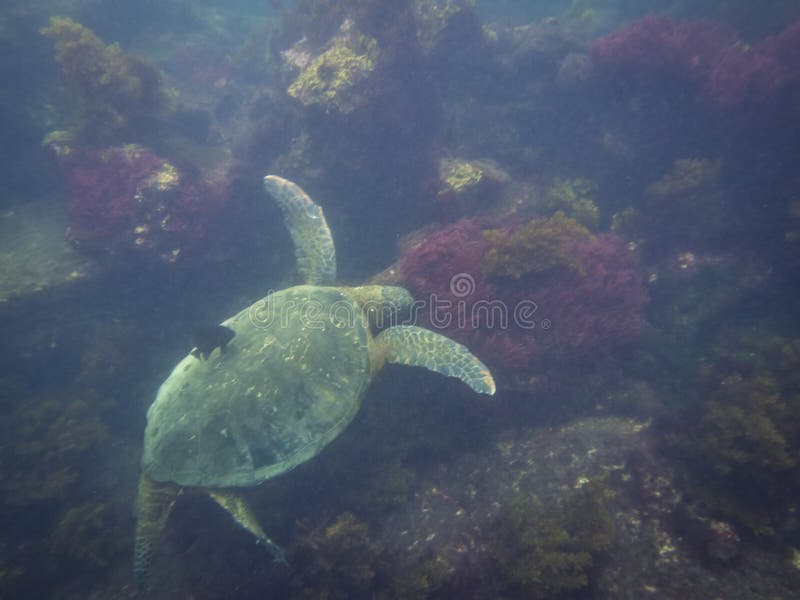 The Galapagos Tortoise Swimming Stock Photo - Image of cold, aging ...