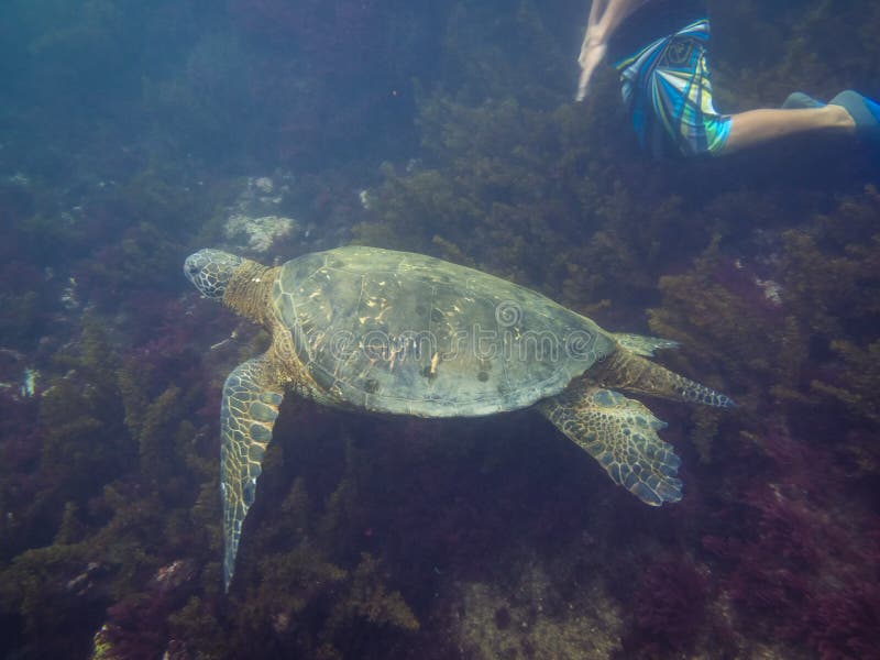 The Galapagos Tortoise Swimming Stock Photo - Image of cold, aging ...