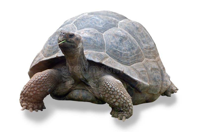 Galapagos turtle stock image. Image of movement, oldage - 2849723